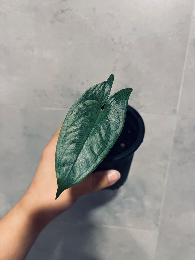 Hapaline appendiculata (rare), Furniture & Home Living, Gardening ...