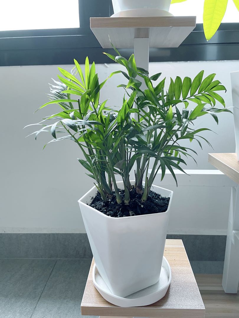 Java Palm, Furniture & Home Living, Gardening, Plants & Seeds on Carousell