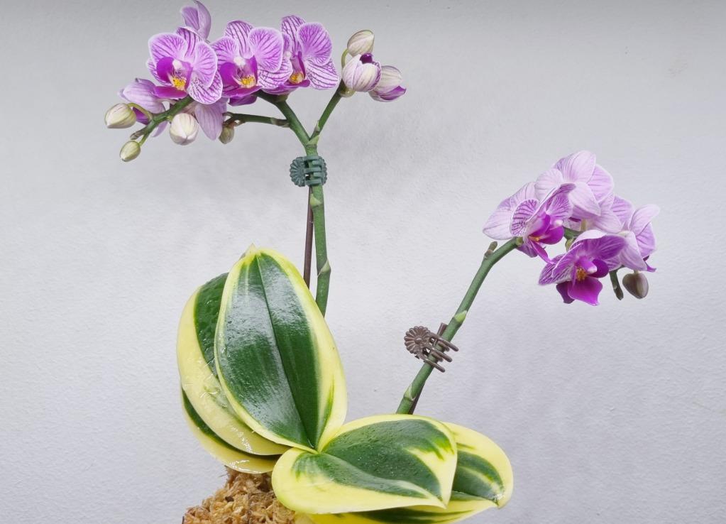 Phalaenopsis Sogo Vivien Variegated Orchid Hybrid, Furniture & Home Living, Gardening, Plants ...