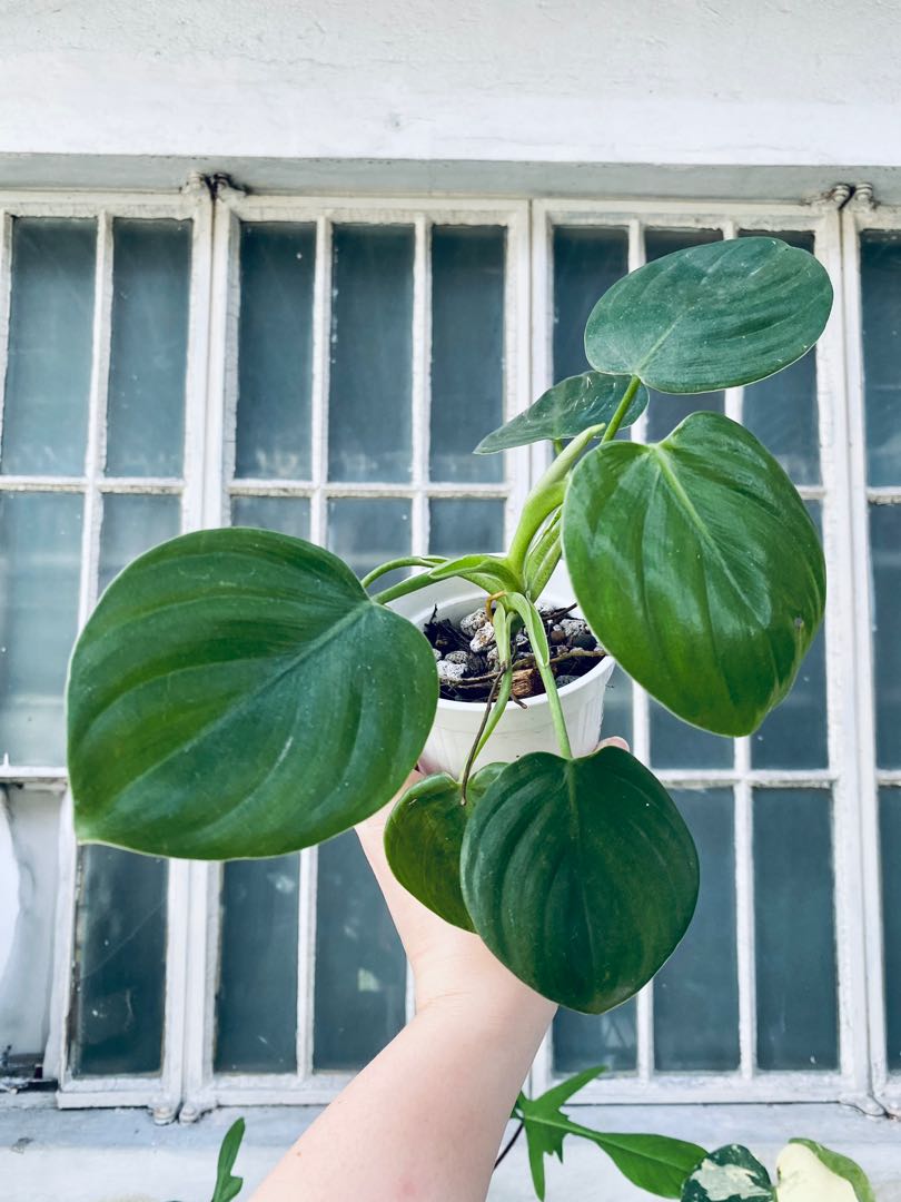 Philodendron eximium (pot A), Furniture & Home Living, Gardening ...