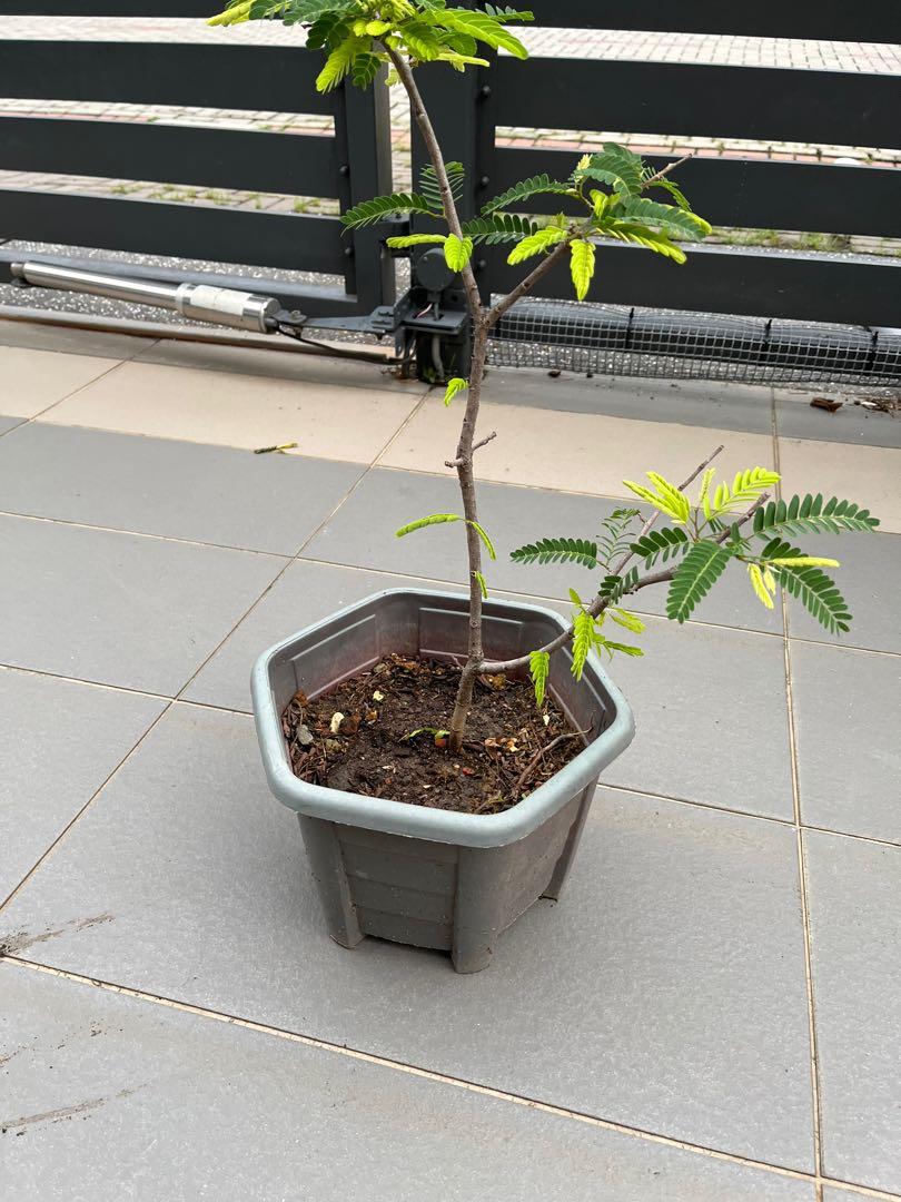 Rare Thai red tamarind plant, Furniture & Home Living, Gardening ...