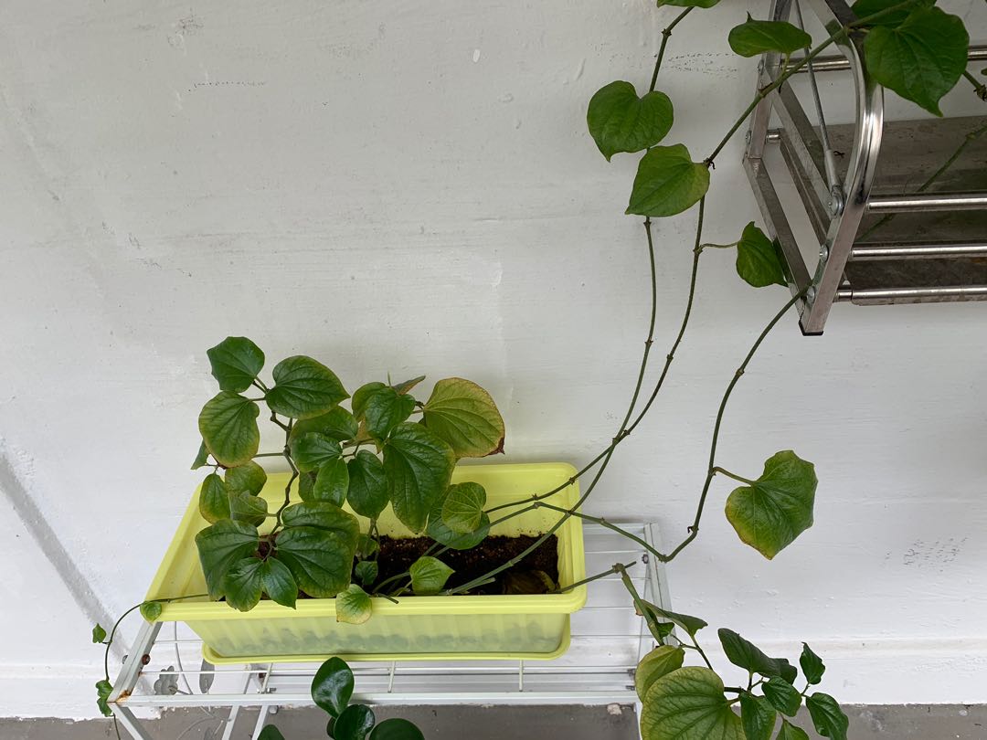 Wild Betel Leaf Ang Ku Kuih, Furniture & Home Living, Gardening, Plants ...