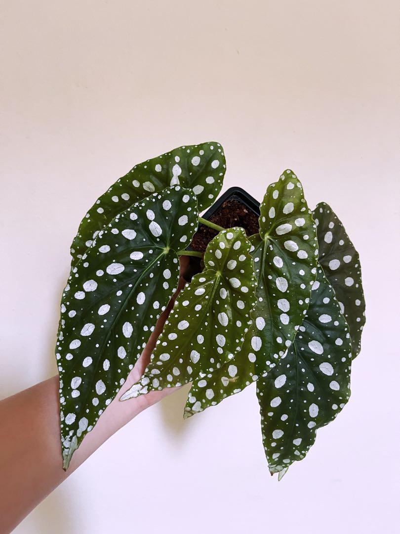 Begonia Maculata, Furniture & Home Living, Gardening, Plants & Seeds on ...