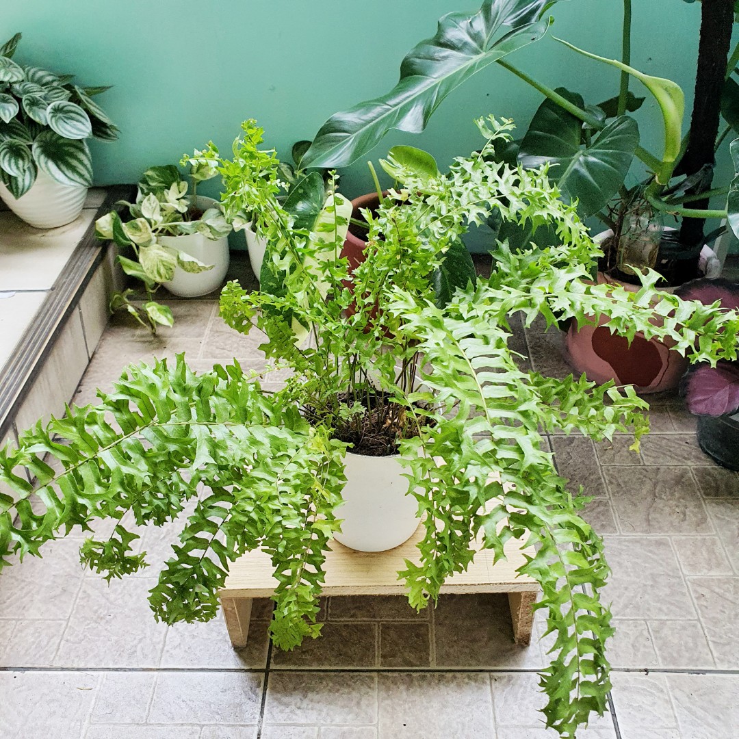 fishtail fern, Furniture & Home Living, Gardening, Plants & Seeds on ...