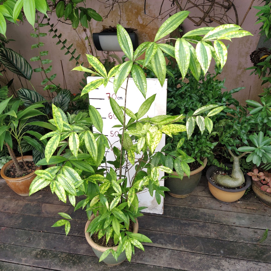 Japanese Bamboo Variegated, Furniture & Home Living, Gardening, Plants ...