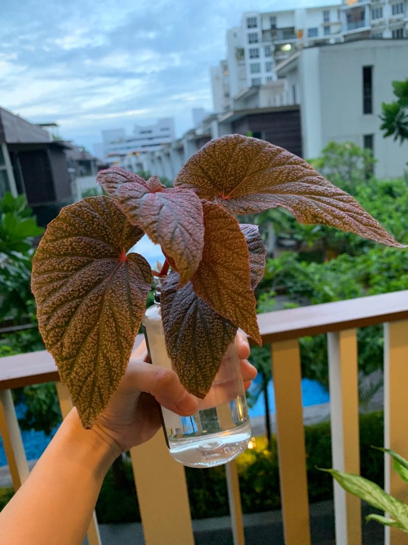 ‘Joy’ - Begonia u062 cutting, Furniture & Home Living, Gardening ...