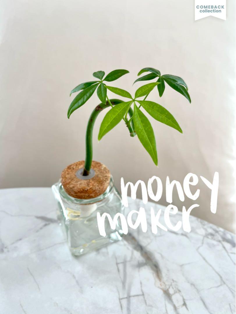 Money Maker / Pachira Macrocarpa 003 / Table Top Trees, Furniture ...