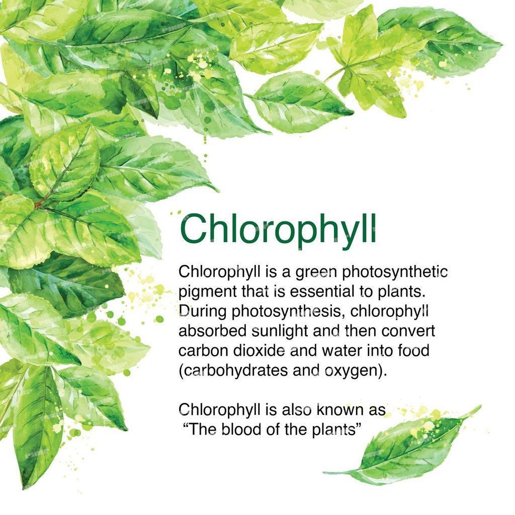 PHHP Phyto Chlorophyll Plus Liquid | 500ml, Health & Nutrition, Health ...