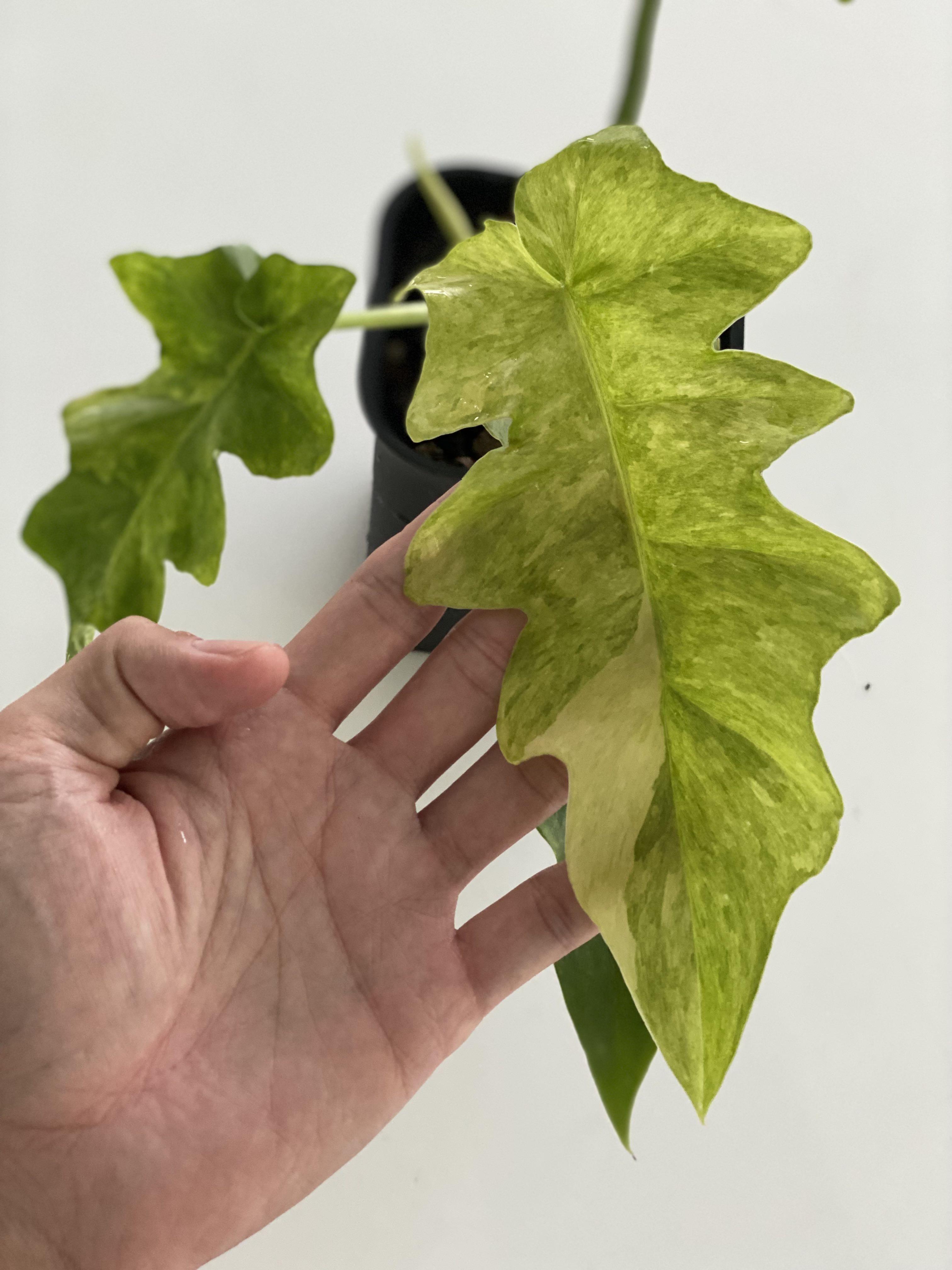 Philodendron Bob Cee Variegated (Top cut), Furniture & Home Living ...