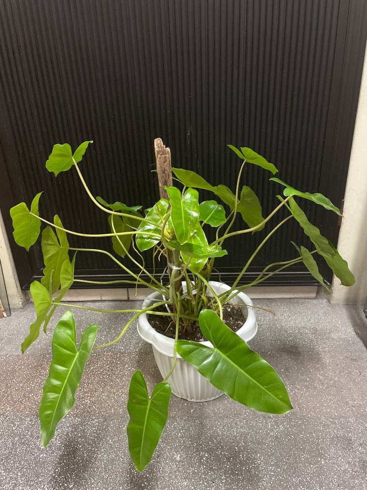 Philodendron Burle Max, Furniture & Home Living, Gardening, Plants ...
