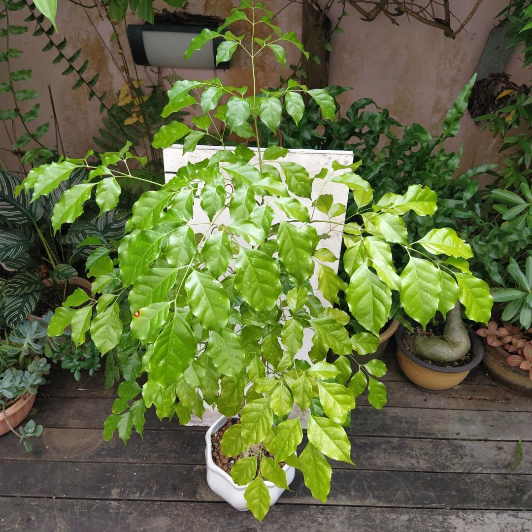 Radermachera / Emerald Tree, Furniture & Home Living, Gardening, Plants ...