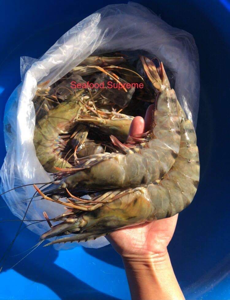 Sugpo or tiger prawns, Food & Drinks, Fresh Produce on Carousell