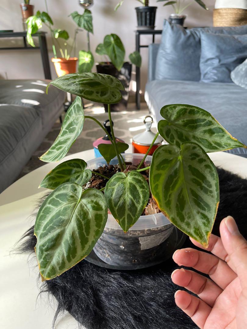 Anthurium Forgetii Silver HYBRID healthy rare repotted with premium ...