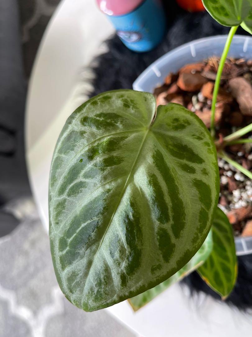 Anthurium Forgetii Silver HYBRID healthy rare repotted with premium ...