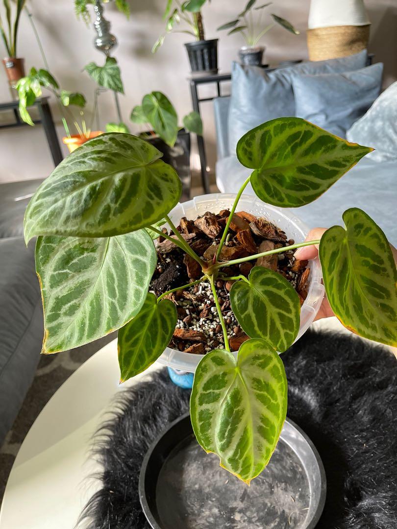 Anthurium Forgetii Silver HYBRID healthy rare repotted with premium ...