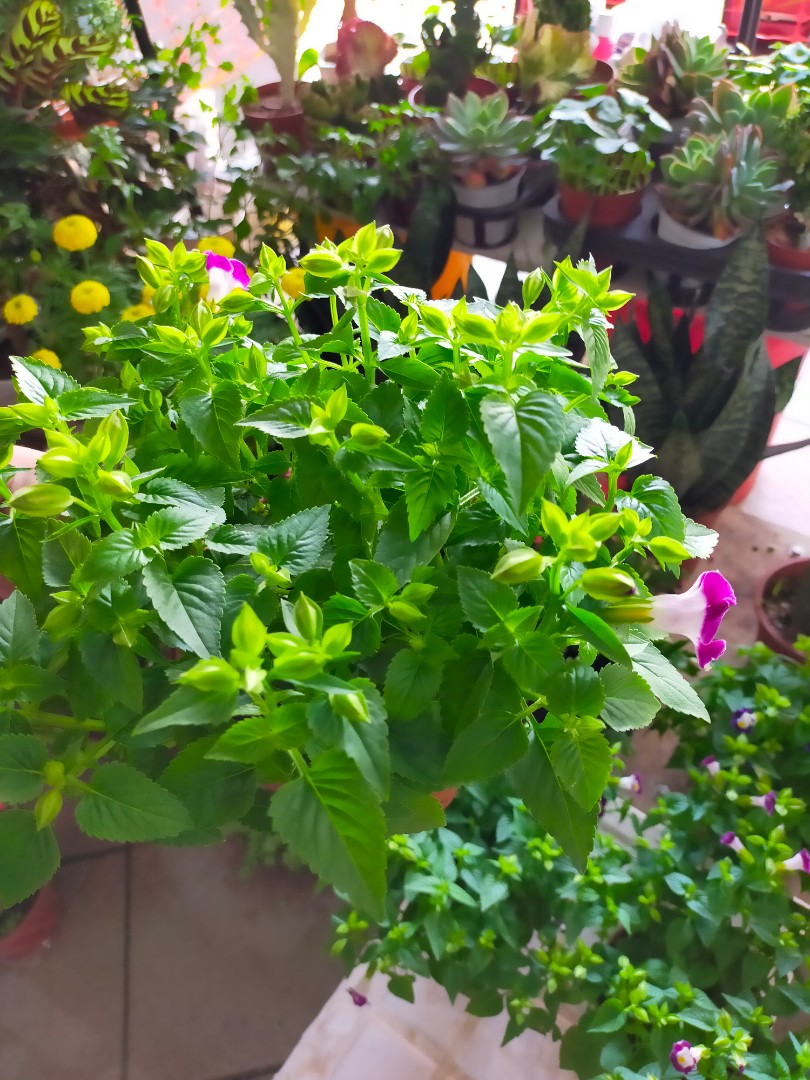 Clown flowers, Furniture & Home Living, Gardening, Plants & Seeds on ...