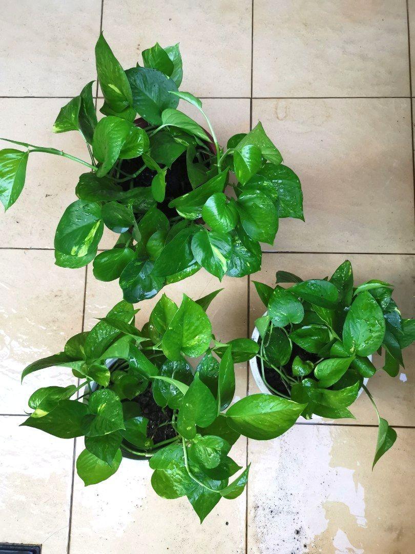 Golden Pathos aka Money Plant, Furniture & Home Living, Gardening ...