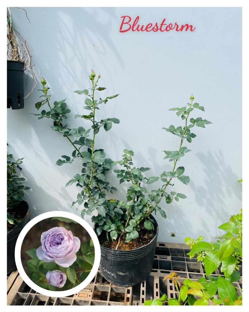 ID roses available for pre order, Furniture & Home Living, Gardening ...