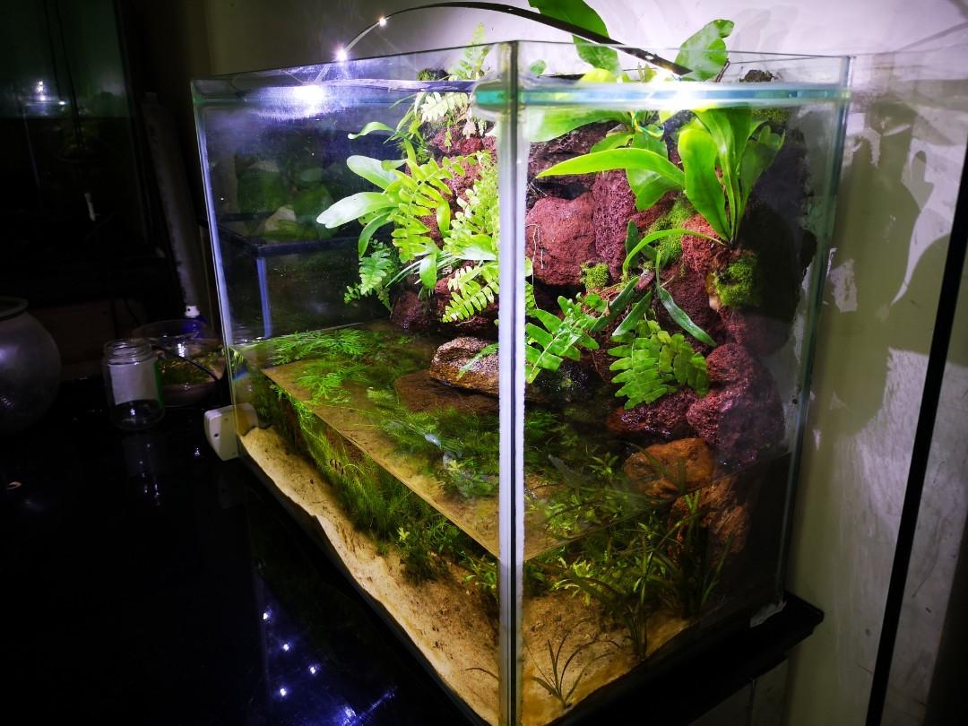 Paludarium / Fish Tank / Vivarium / Planted Aquarium, Pet Supplies ...