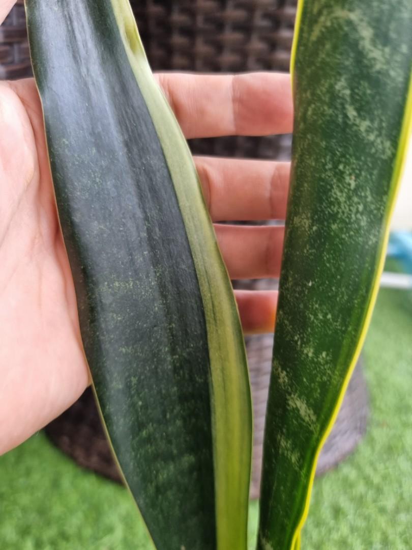 Sansevieria Trifasciata Lillian True, Furniture & Home Living ...