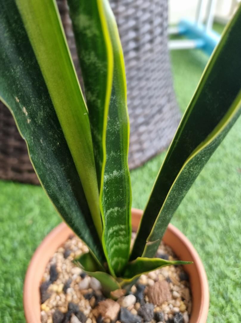 Sansevieria Trifasciata Lillian True, Furniture & Home Living ...