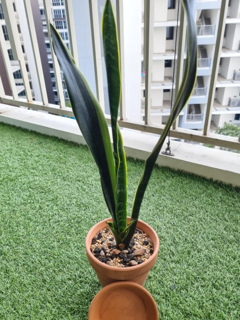 Sansevieria Trifasciata Lillian True, Furniture & Home Living ...