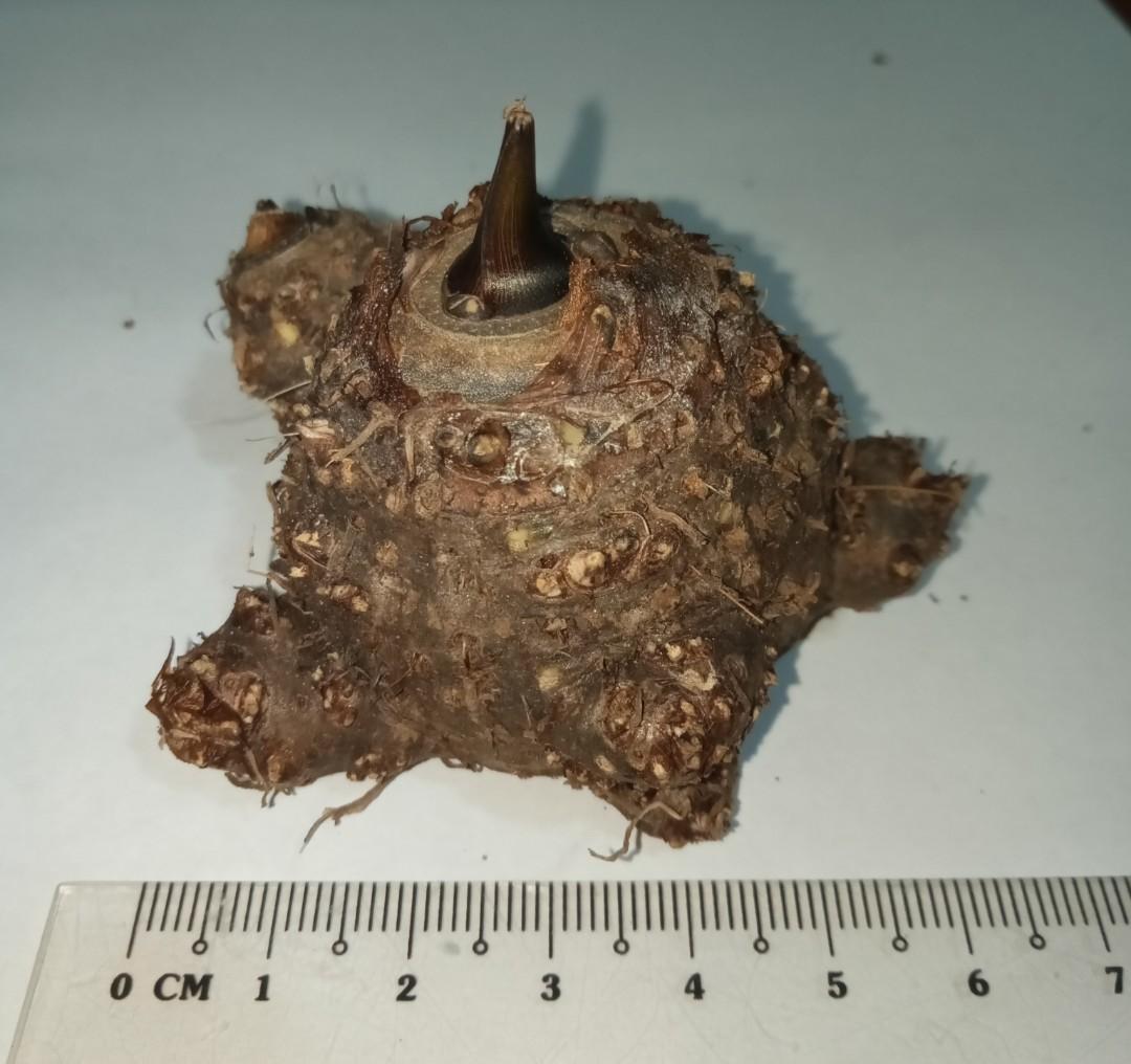 Caladium tuber (Florida Elise), Furniture & Home Living, Gardening ...