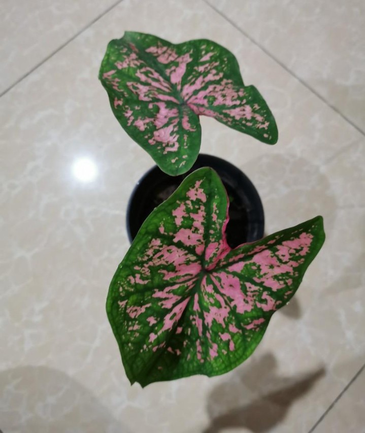 Caladium tuber (Florida Elise), Furniture & Home Living, Gardening ...