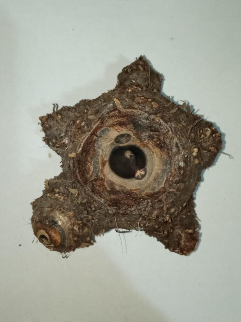 Caladium tuber (Florida Elise), Furniture & Home Living, Gardening ...