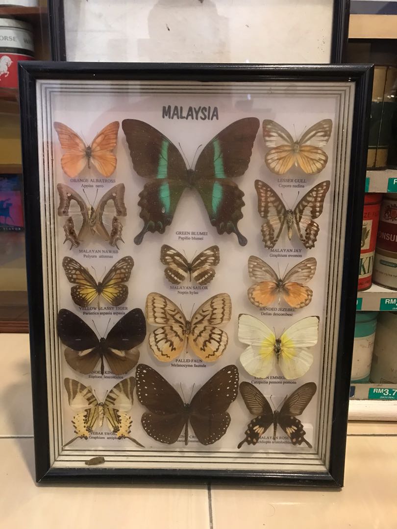 Frame Rama-Rama, Furniture & Home Living, Home Decor, Vases ...