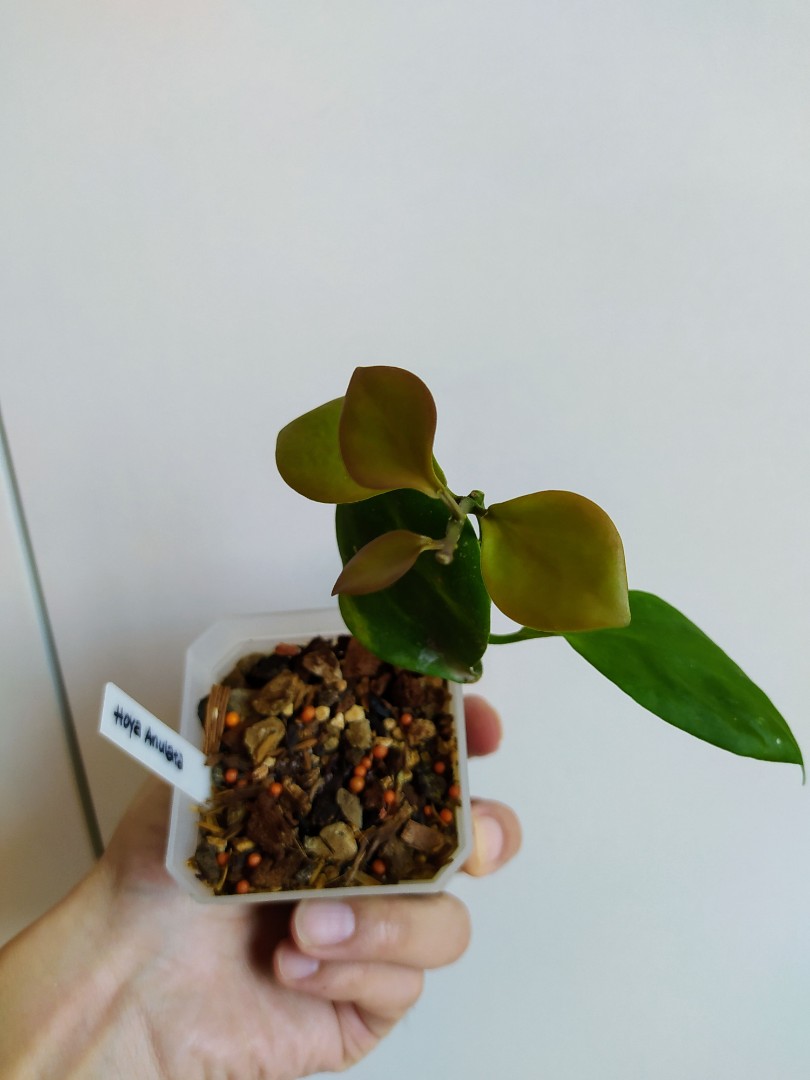 Hoya Anulata, Furniture & Home Living, Gardening, Plants & Seeds on ...