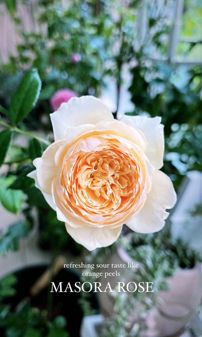 Masora rose plant, Furniture & Home Living, Gardening, Pots & Planters ...