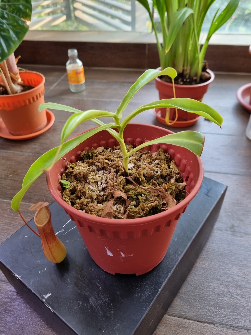Nepenthes Ventrata pitcher plant, Furniture & Home Living, Gardening ...