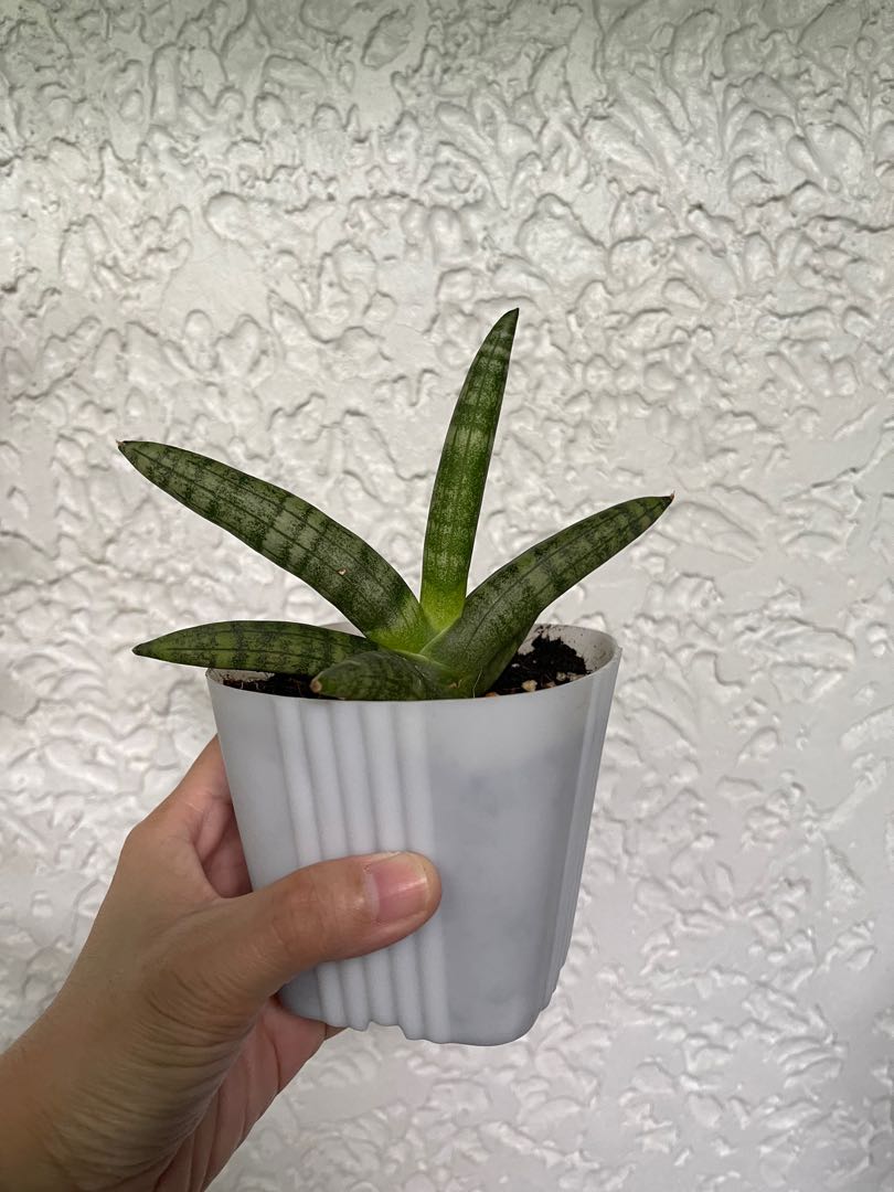 Sansevieria Boncel (Snake Plant), Furniture & Home Living, Gardening ...