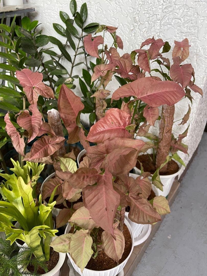 Syngonium Neon Robusta Trailing with Coco Pole, Furniture & Home Living ...