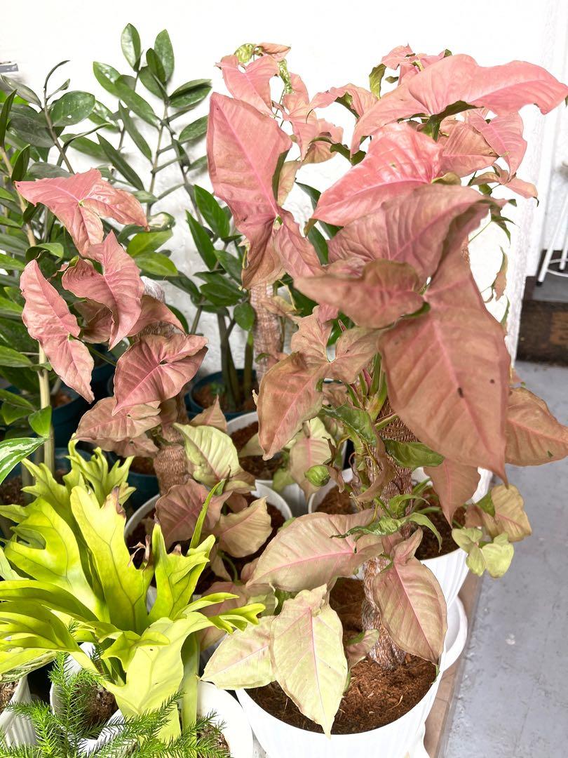 Syngonium Neon Robusta Trailing with Coco Pole, Furniture & Home Living ...