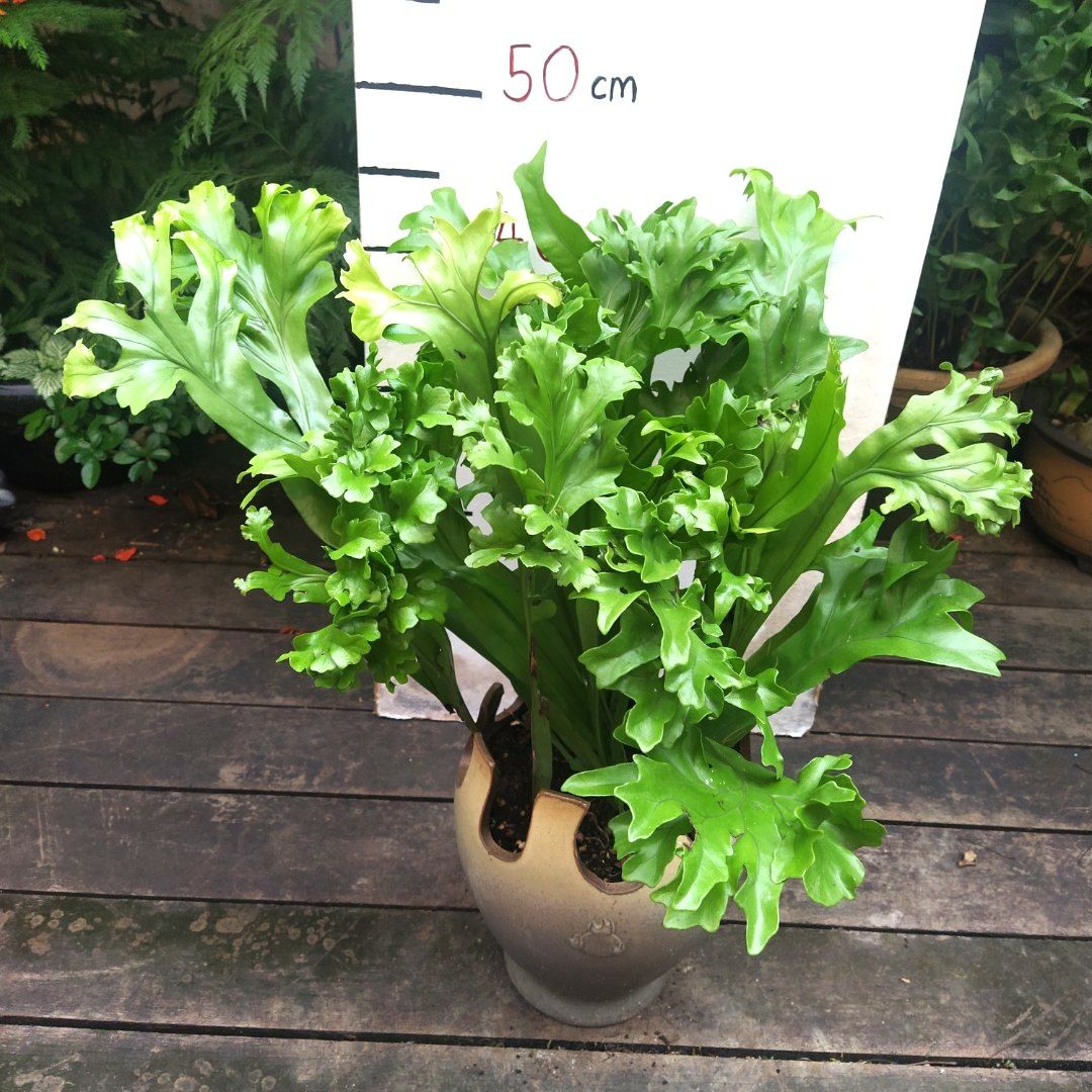 Asplenium Nidus Leslie Birdnest Fern, Furniture & Home Living ...