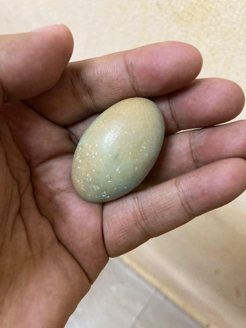 Batu geliga sarang ular bercahaya dalam gelap, Furniture & Home Living ...