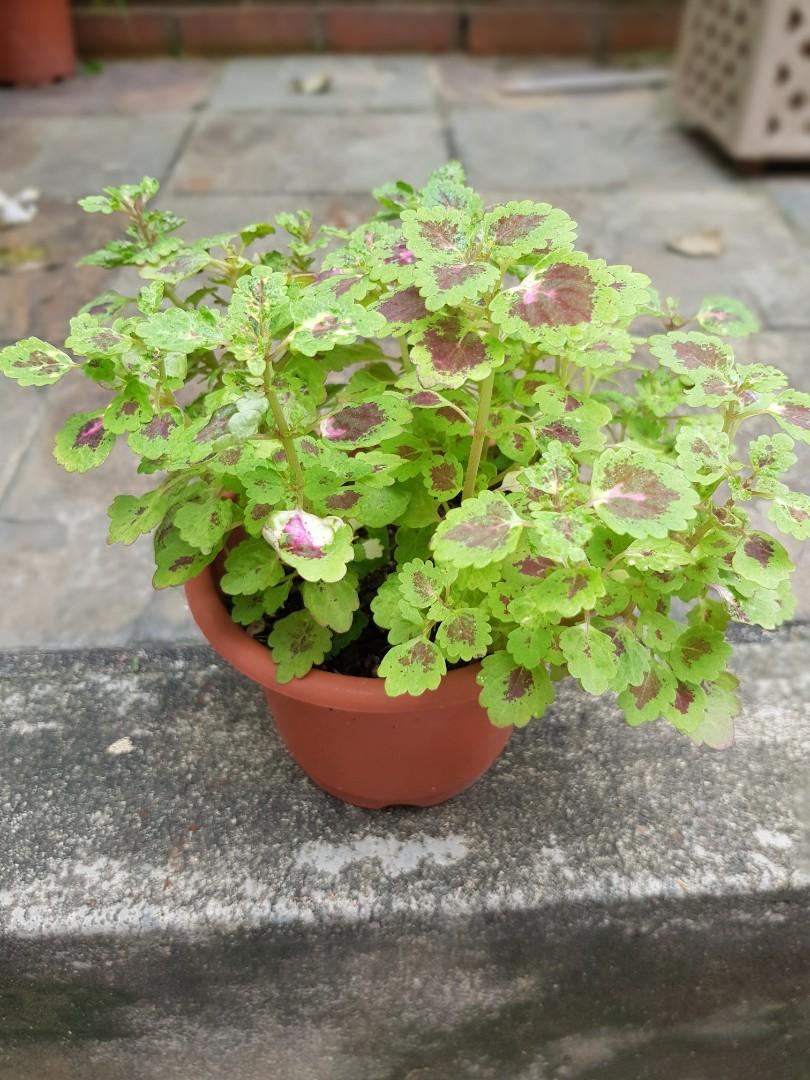 Coleus Chocolate Drop, Furniture & Home Living, Gardening, Plants ...