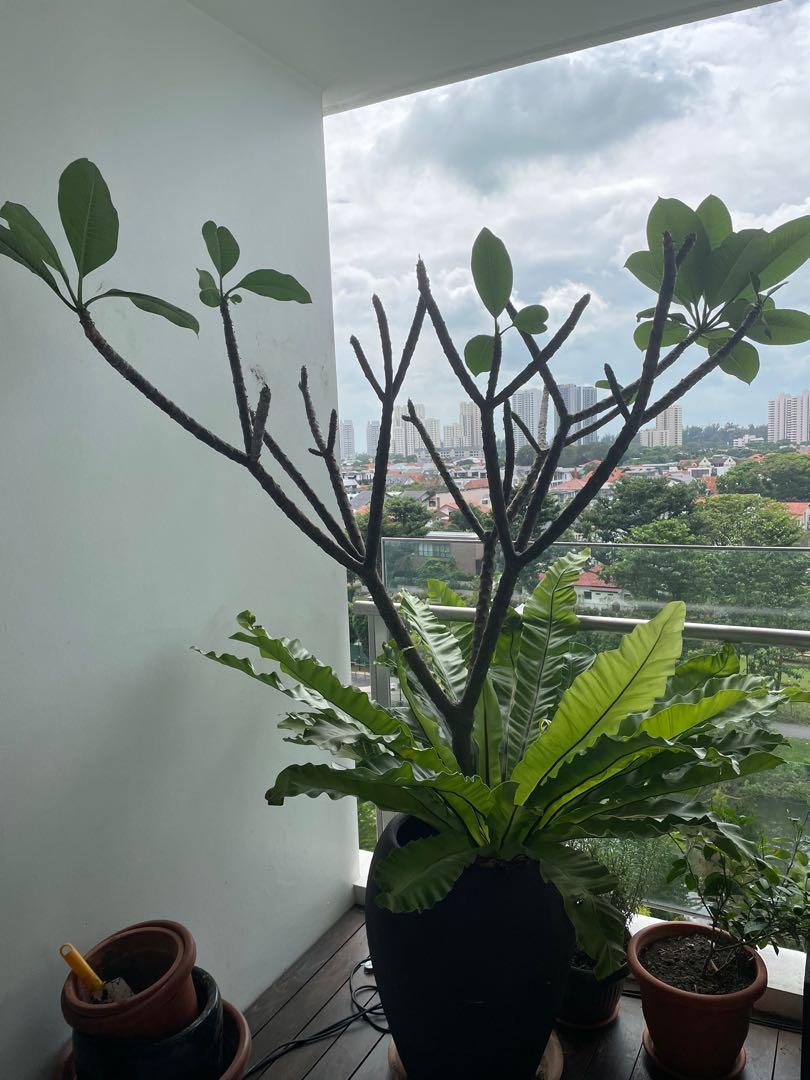 Large Frangipani in big pot, Furniture & Home Living, Gardening, Plants ...