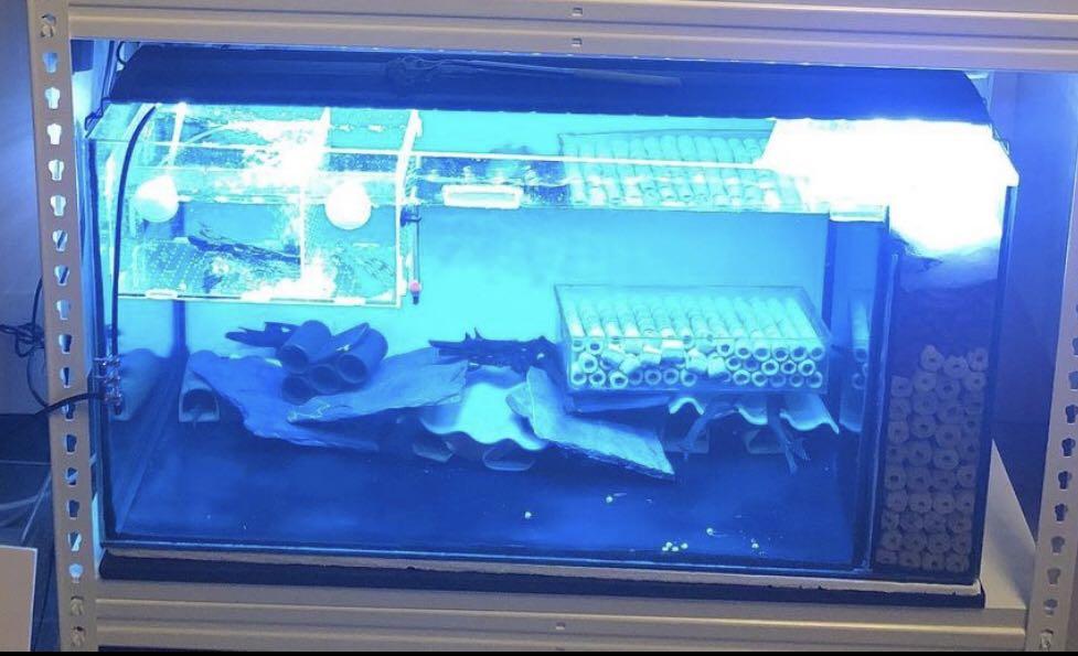 3ft IOS tank, Pet Supplies, Homes & Other Pet Accessories on Carousell