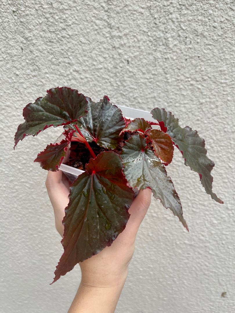 Begonia Arabian sunset, Furniture & Home Living, Gardening, Plants ...