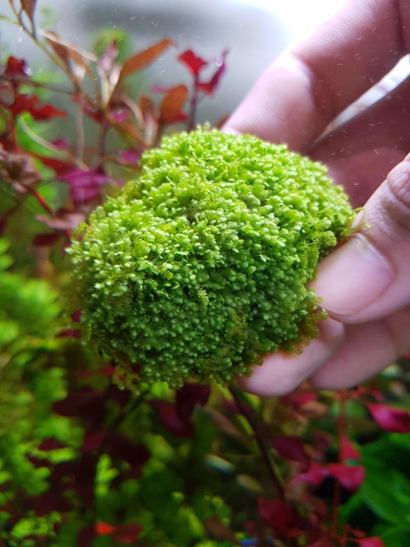 Bucephalandra Moss (Rare), Pet Supplies, Homes & Other Pet Accessories ...