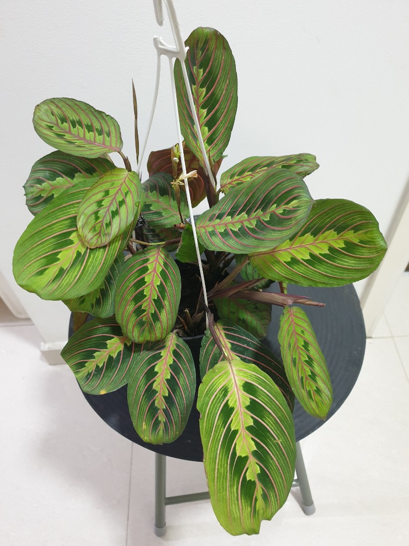 Calathea maranta, Furniture & Home Living, Gardening, Plants & Seeds on ...