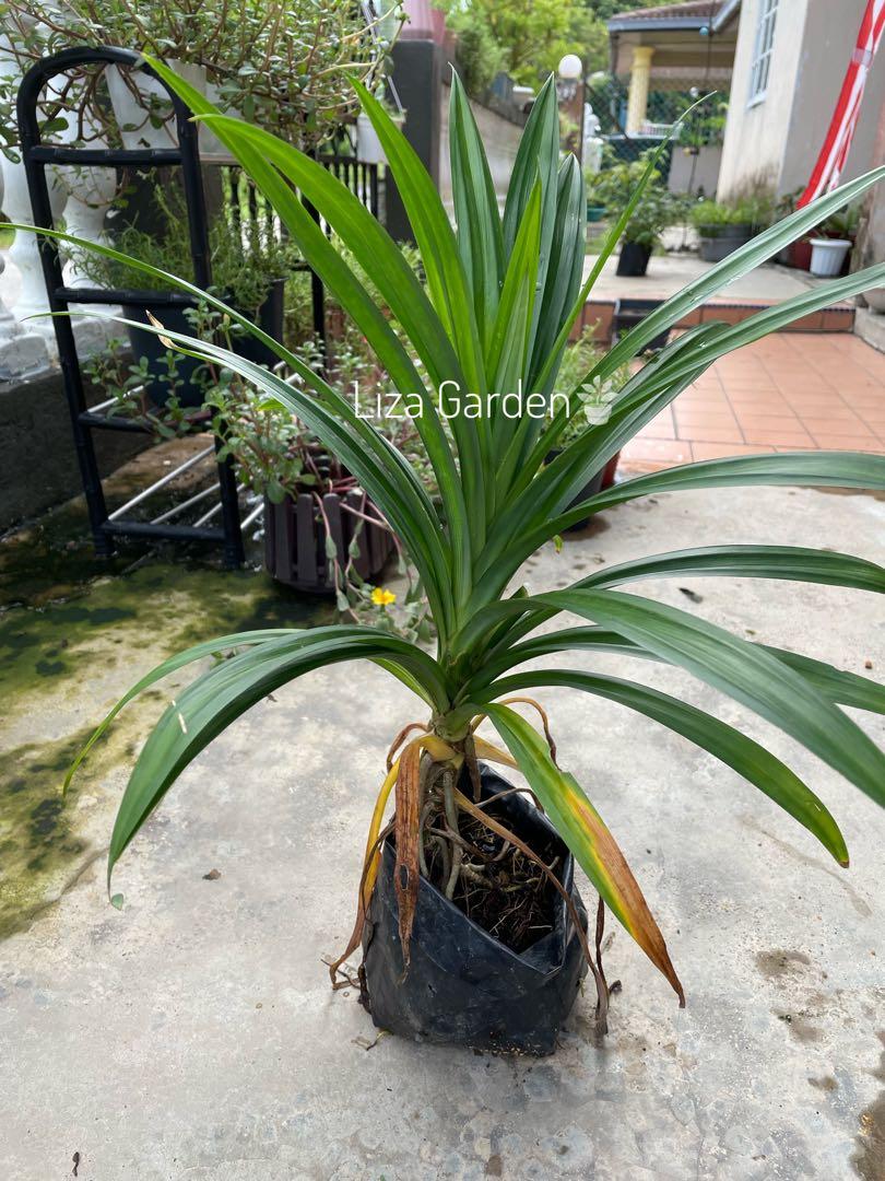 Pokok pandan, Furniture & Home Living, Gardening, Plants & Seeds on ...