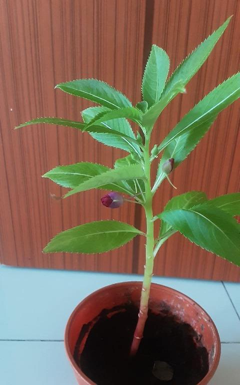 Roselle (Ribena) Plant with Flower Buds, Furniture & Home Living ...