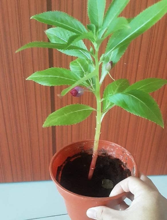 Roselle (Ribena) Plant with Flower Buds, Furniture & Home Living ...