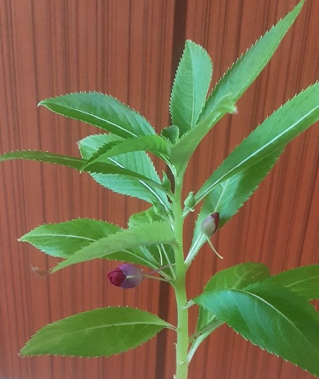 Roselle (Ribena) Plant with Flower Buds, Furniture & Home Living ...