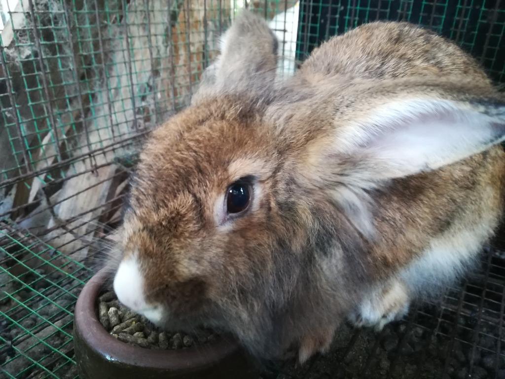 Arnab rabbit betina #26, Everything Else, Others on Carousell