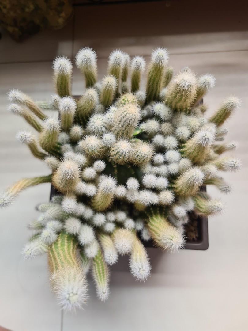 Echinopsis cactus XXL, Furniture & Home Living, Gardening, Plants ...